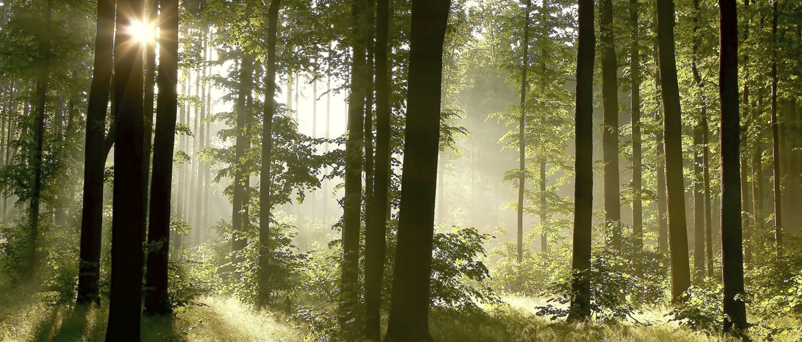 Past Life Regression Therapy - Artemis Hypnotherapy